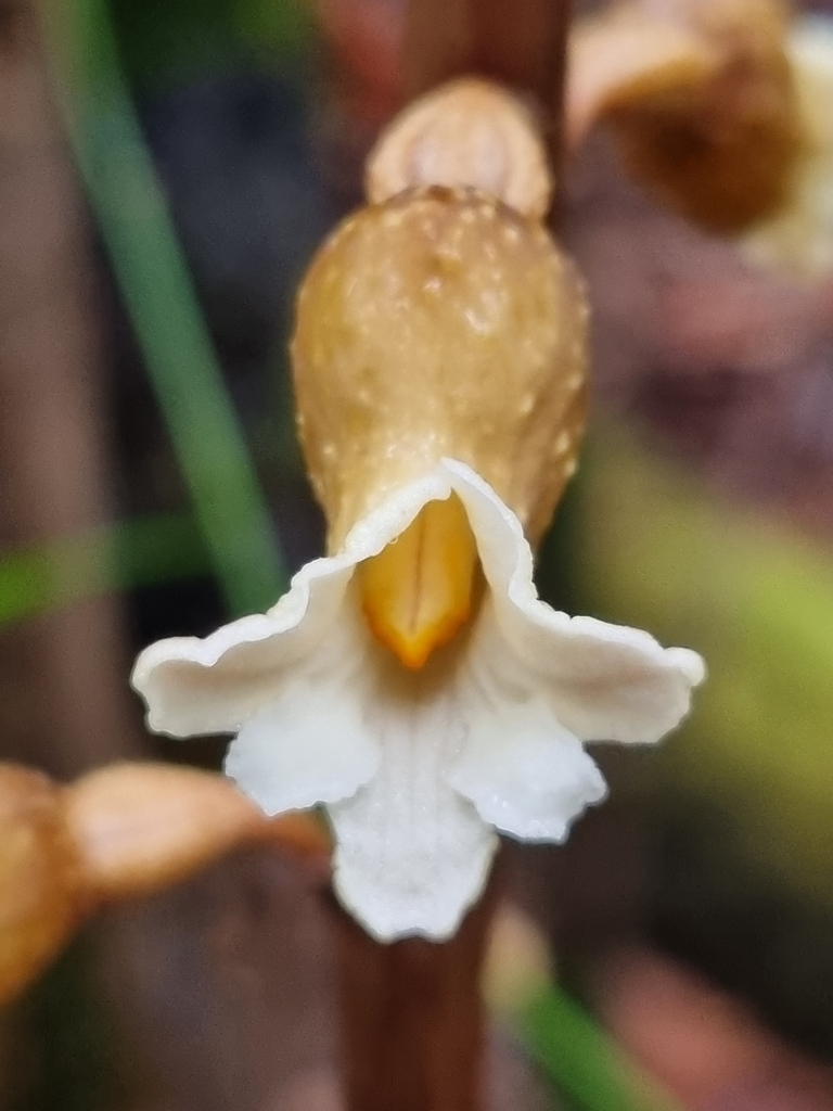 tall potato orchid from Kinglake VIC 3763, Australia on November 27 ...