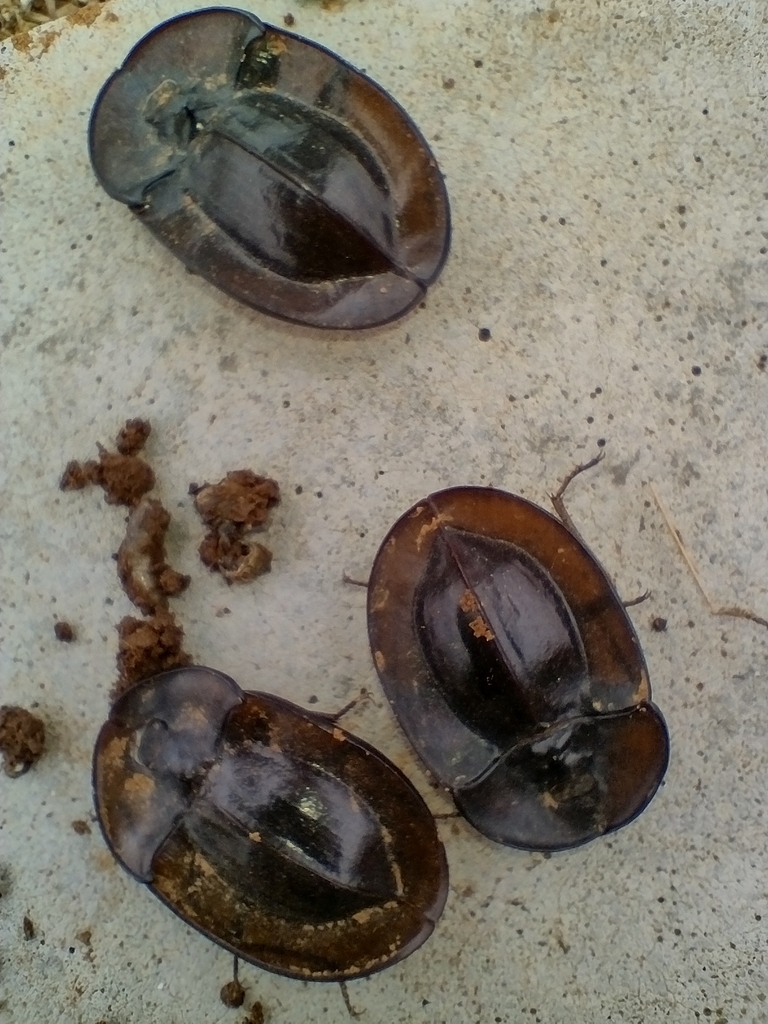 Pie-dish Beetles from Monarto SA 5254, Australia on November 27, 2023 ...