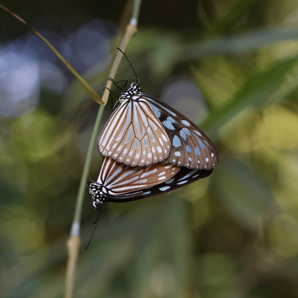 Ceylon Blue Glassy Tiger in November 2023 by ch87 · iNaturalist
