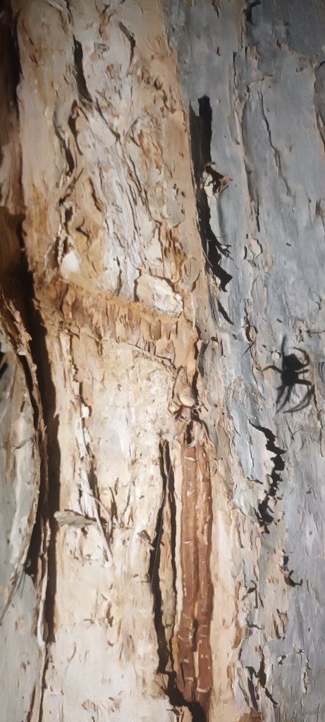 Orbweavers from North Mackay QLD 4740, Australia on November 27, 2023 ...