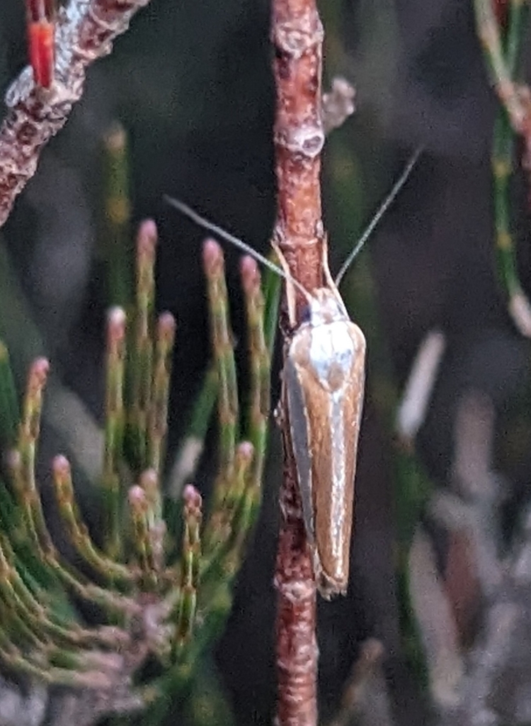 Timber Moths from Hassans Walls NSW 2790, Australia on November 27 ...