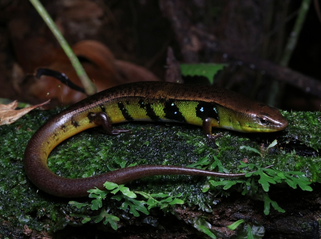 O'Shaughnessy's Galliwasp in November 2023 by dannysanders. Costa rica ...