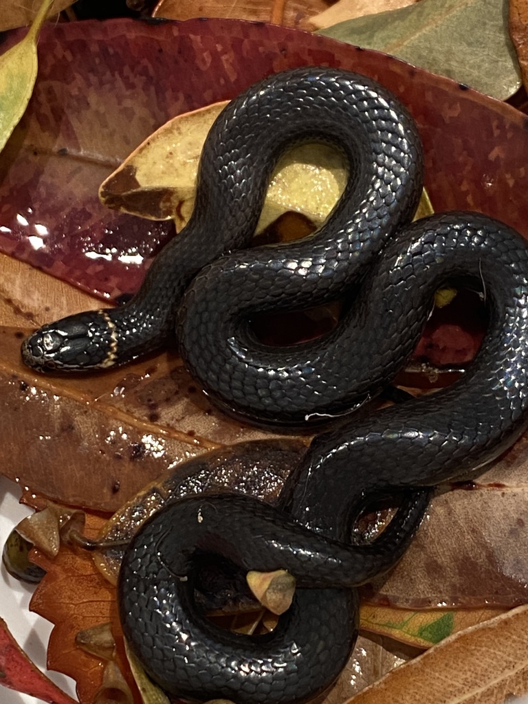Southern Dwarf Crowned Snake from Forster, NSW, AU on January 29, 2022 ...