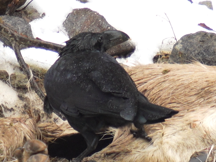 Large-billed Crow from Yukomanbetsu, Higashikawa, Kamikawa District ...