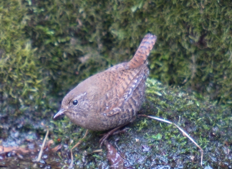 Eurasian Wren from Nokanan, Higashikawa, Kamikawa District, Hokkaido ...