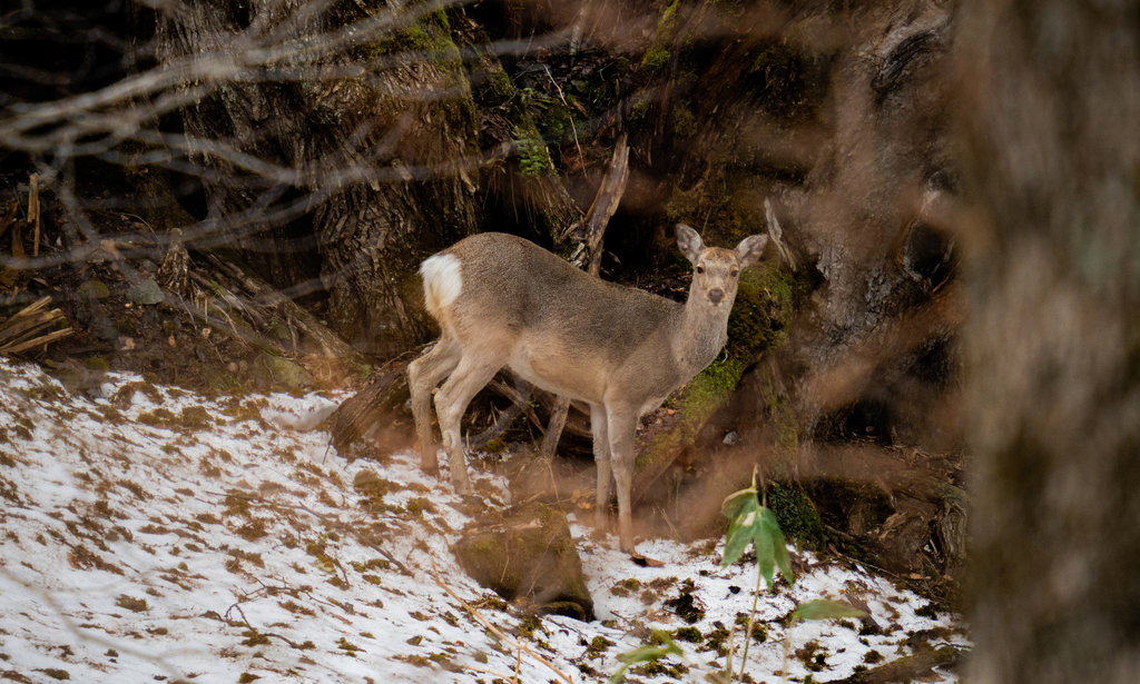 Hokkaido Sika Deer from Chubetsu, Biei, Kamikawa District, Hokkaido 071 ...