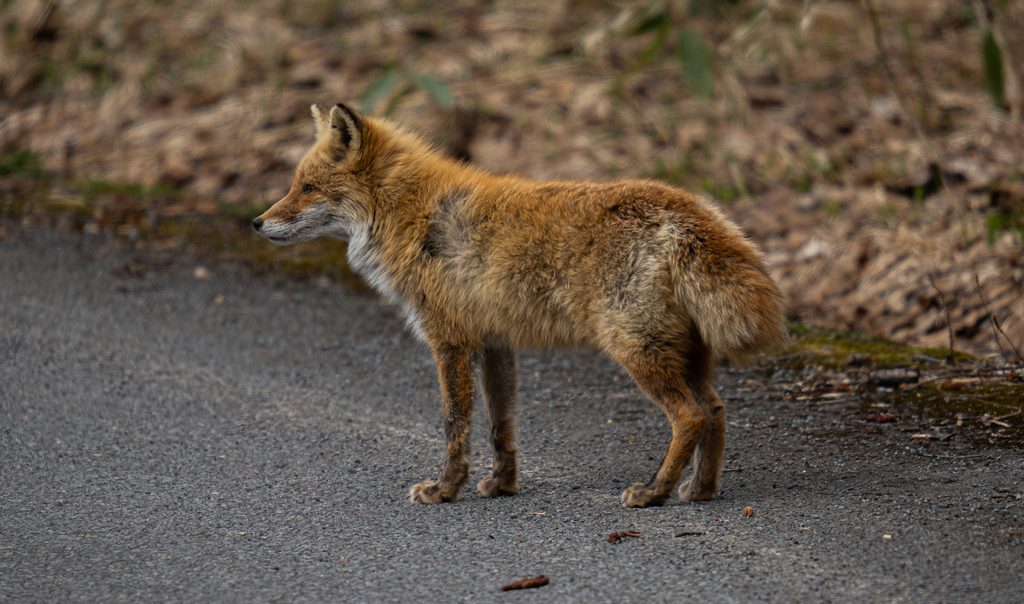 Red Fox from Yukomanbetsu, Higashikawa, Kamikawa District, Hokkaido 071 ...