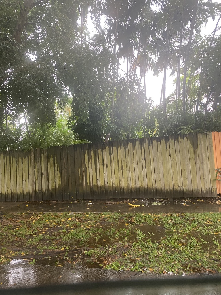 Cooper's Hawk from SW 83rd St, Miami, FL, US on November 15, 2023 at 02 ...