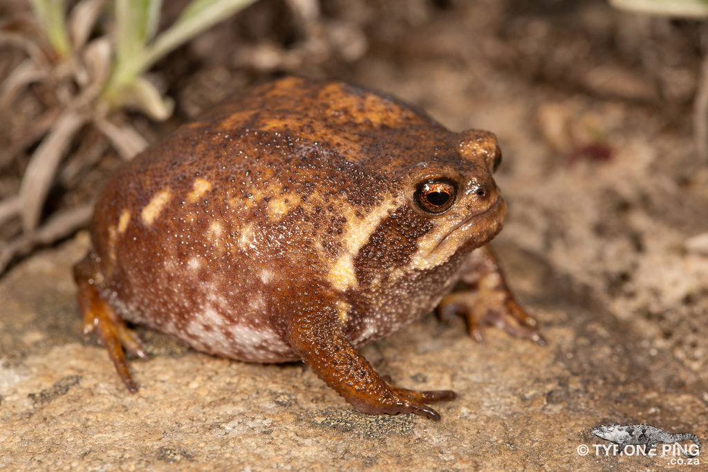 Southern Forest Rain Frog from Capricorn District Municipality, South ...