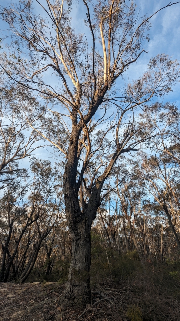 Silvertop Ash from Lithgow NSW 2790, Australia on November 27, 2023 at 07:01 PM by Lisa Hicks ...