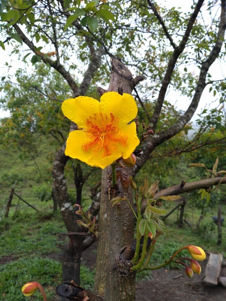 Buttercup Tree from 68493 San Antonio Analco, Oax., México by Juan ...