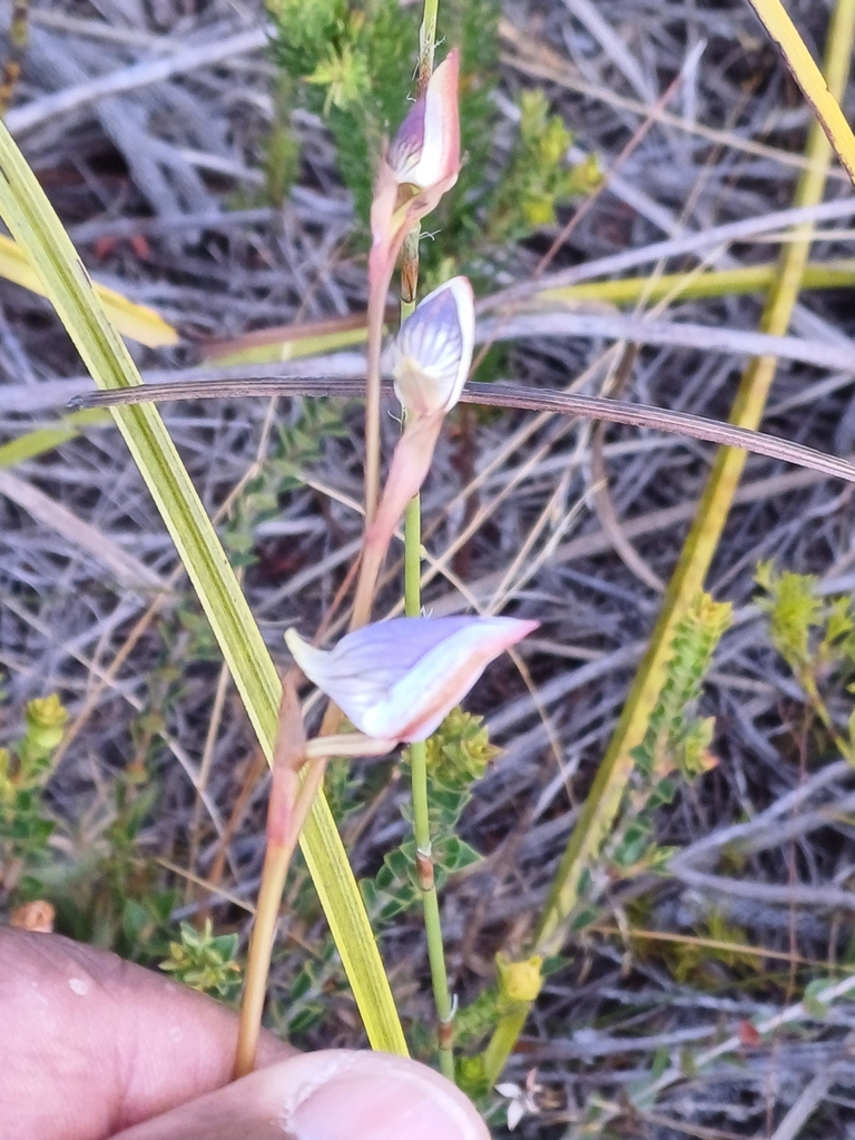 Charming Disa from Overstrand Local Municipality, South Africa on ...