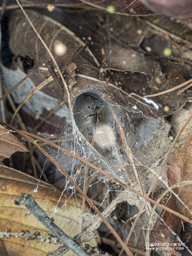 Typical Funnel Weavers from GHVJ+424, Ban Luang, Chom Thong District ...