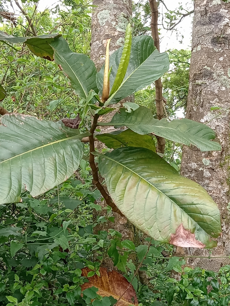 Ant Tree from Clifton Park, Gillitts, 3610, South Africa on November 27 ...