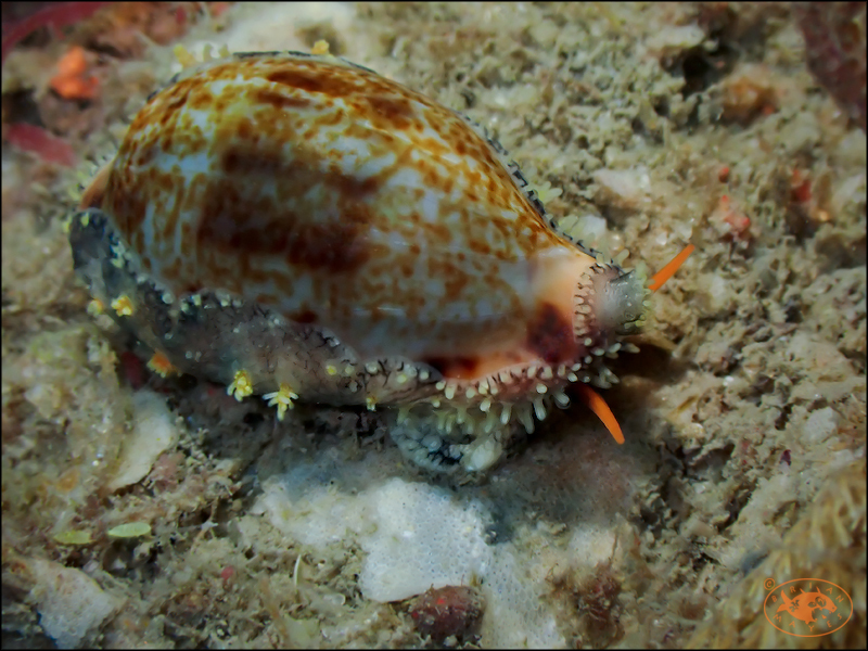 yellow-toothed cowrie from Nelson Bay, New South Wales, Australia on ...