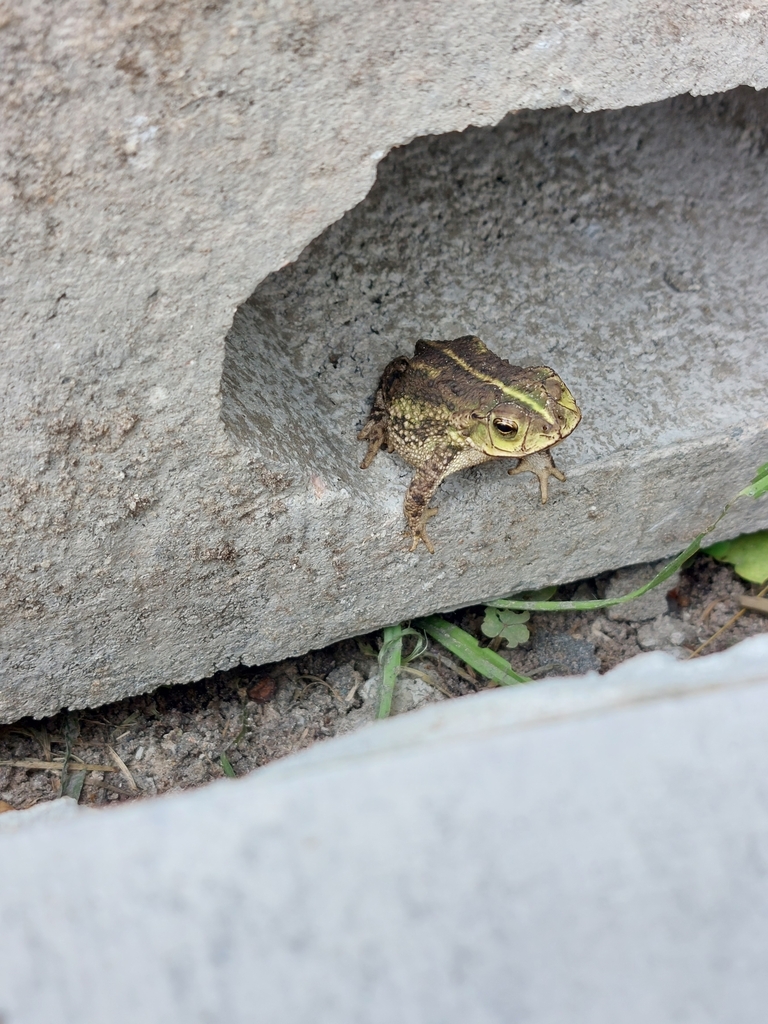 Beaked Toads from Tramandaí, RS, 95590-000, Brasil on November 27, 2023 ...