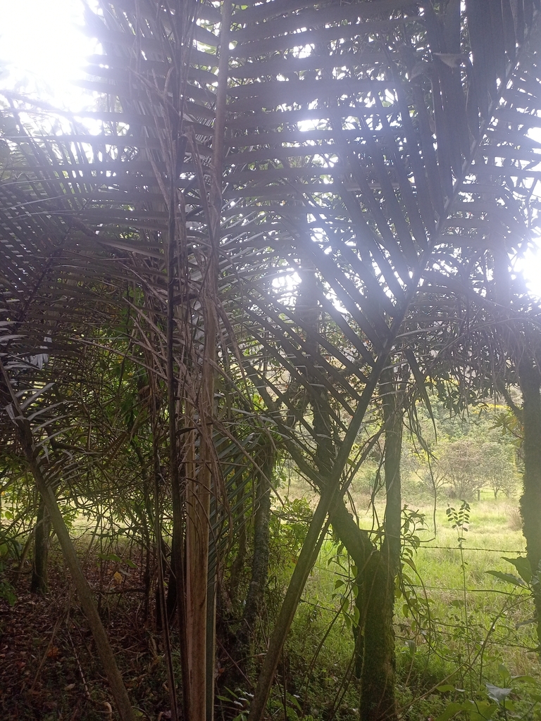 Quindio Wax Palm in November 2023 by Johana Martínez barrera · iNaturalist