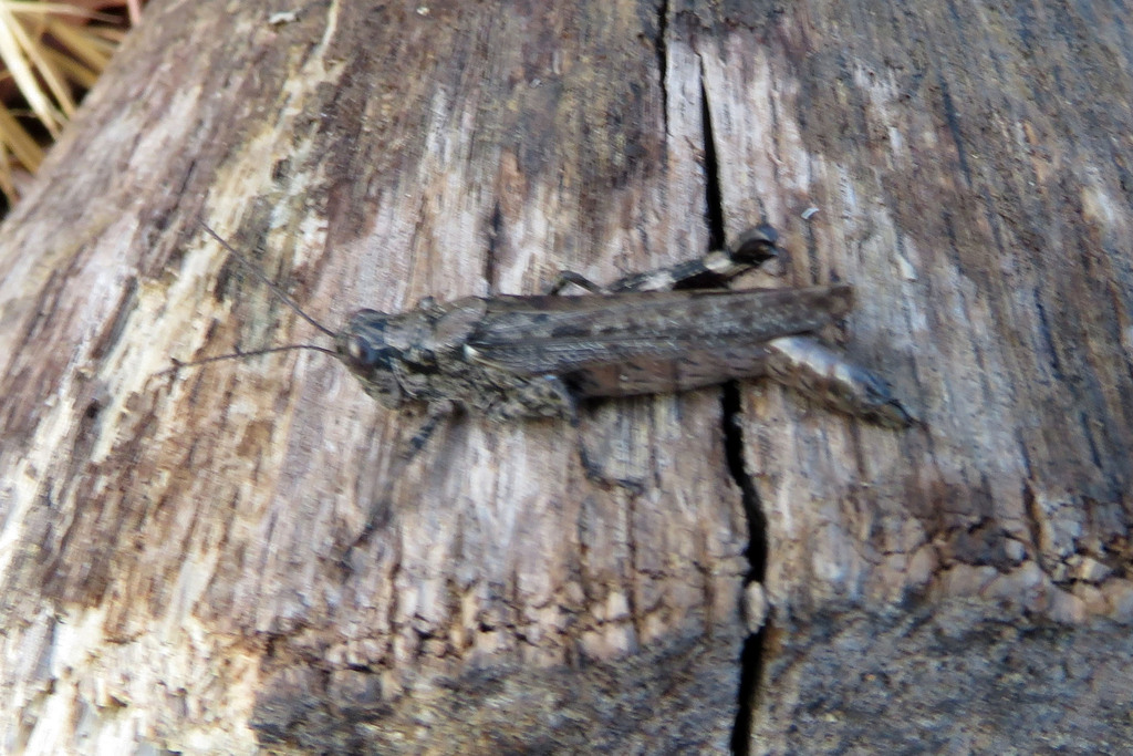Pine tree Spur-throat Grasshopper from Howard County, MD, USA on ...