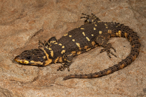 Swazi Girdled Lizard (Smaug swazicus) · iNaturalist