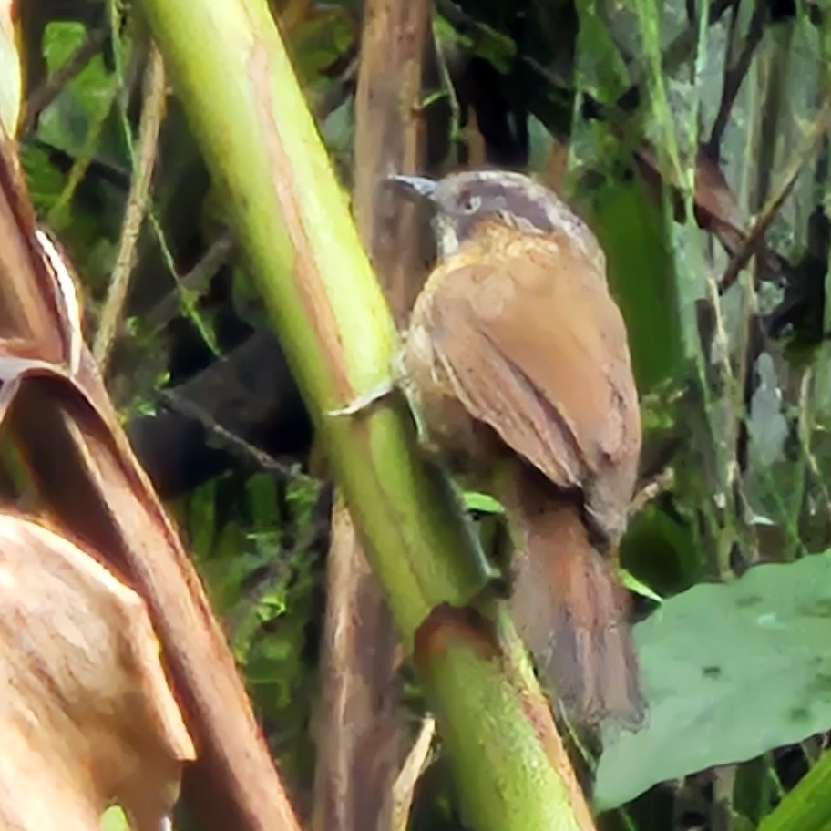 Gray-throated Babbler from 89300馬來西亞沙巴昆達山 Kinabalu Park, 2G6Q+7R on ...