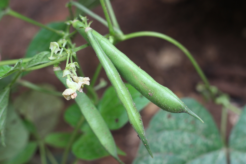 Common Bean from Campo Comprido, Curitiba - PR, Brasil on November 26 ...