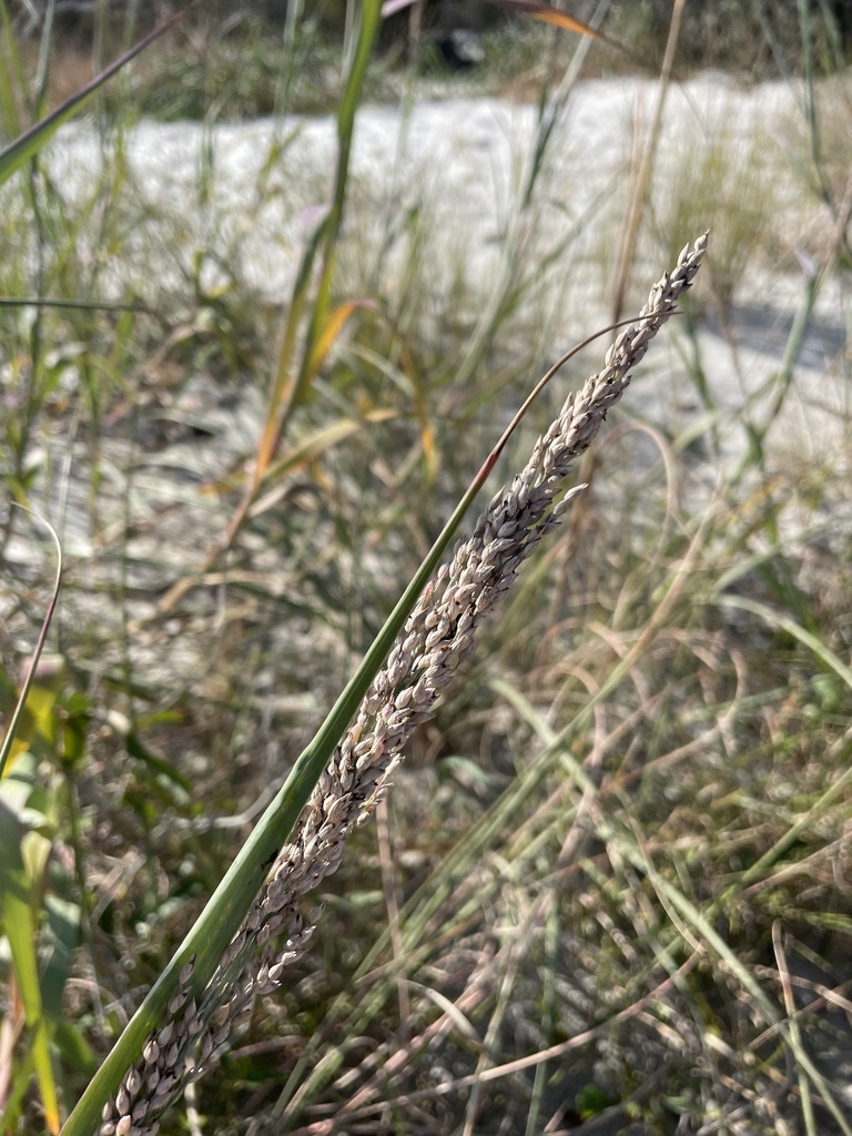 Bitter Panicgrass from Huntington Beach State Park, Murrells Inlet, SC ...
