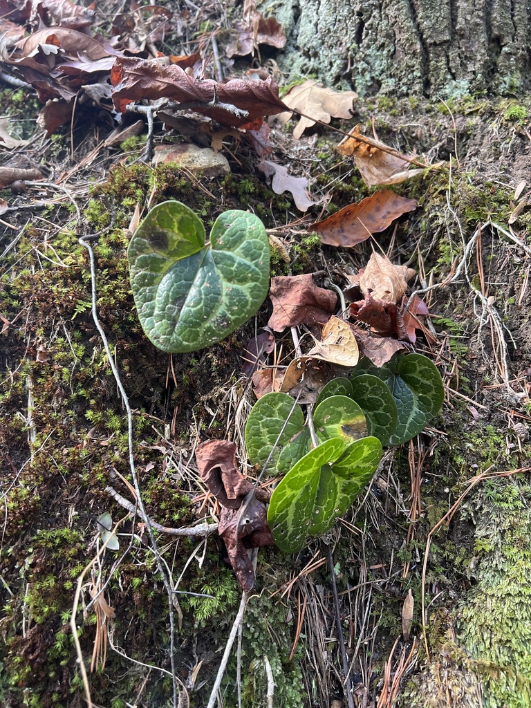 little heartleaf from Lula Lake Rd, Flintstone, GA, US on November 25 ...