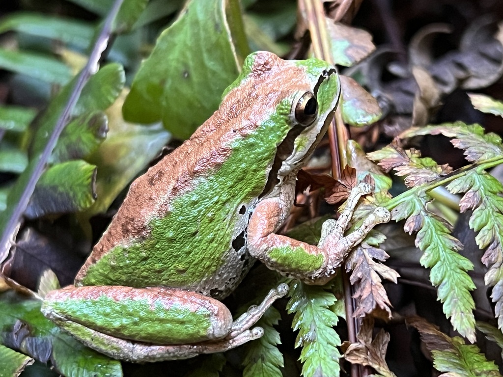 Northern Pacific Tree Frog from Del Norte County, CA, USA on November ...