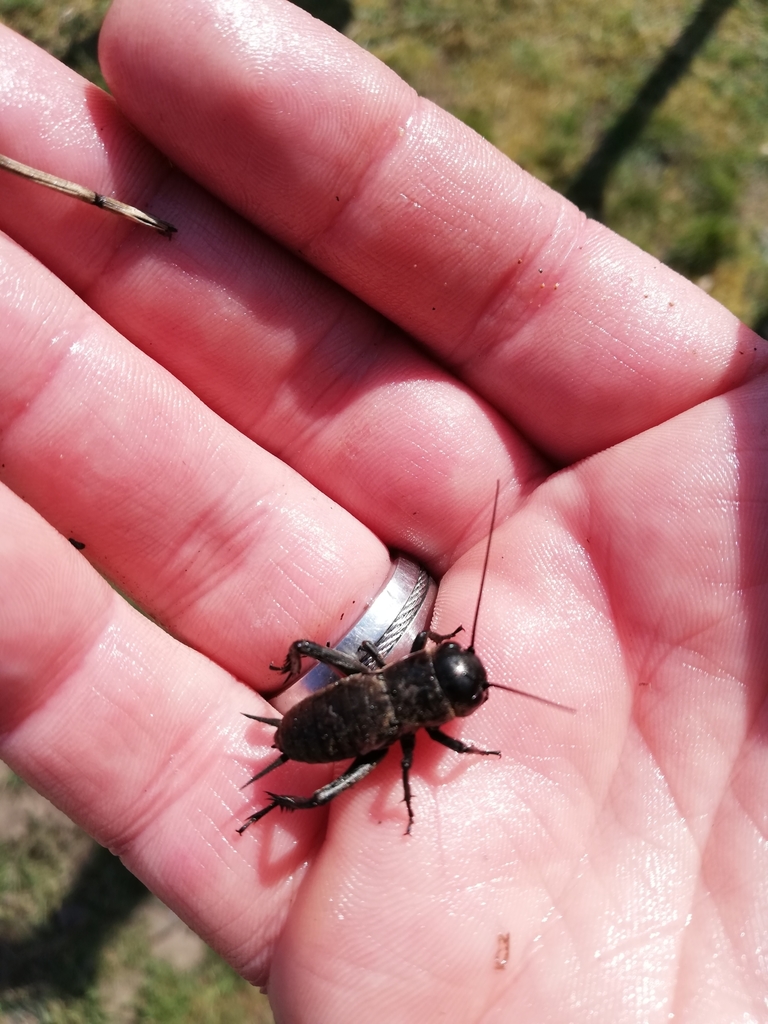 European Field Cricket from 8 Grande Rue, 21130 Poncey-lès-Athée ...