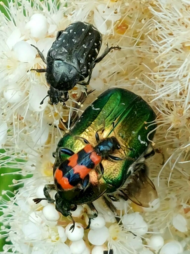 Bee-eating Beetle from Naturschutzgebiet Tiefenbachwiesen bei Rommerode ...