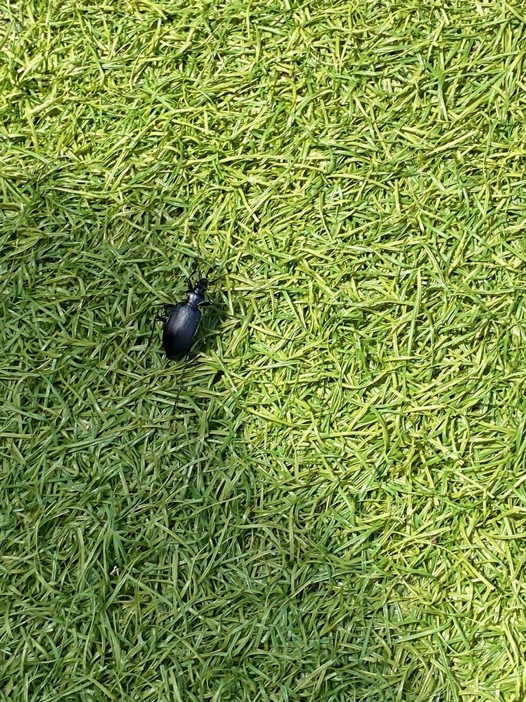 Calosoma angulatum from 24 de Junio, Puerto Vallarta, Jal., MX on ...