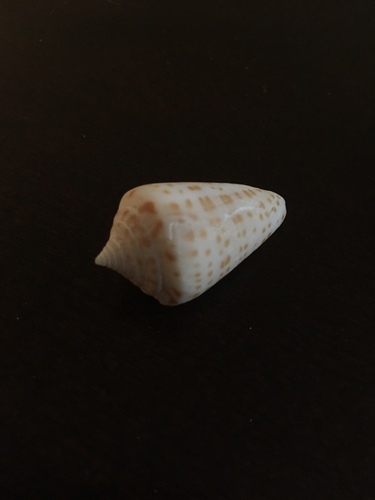 Subspecies Conus spurius atlanticus · iNaturalist