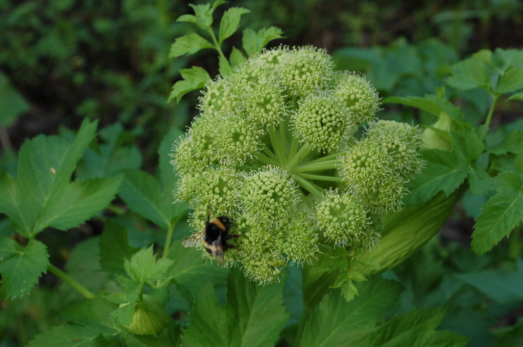 Bombus in May 2011 by wojtest · iNaturalist