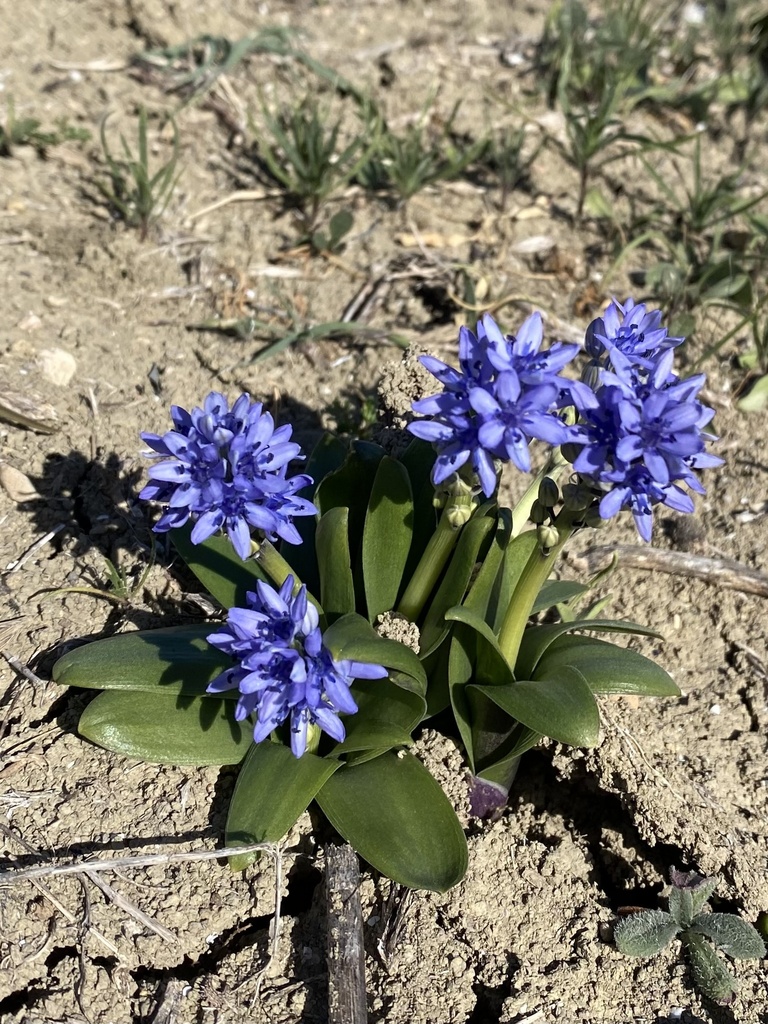 Hyacinthoides lingulata from Volubilis, Oualili, Fès-Meknès, MA on ...