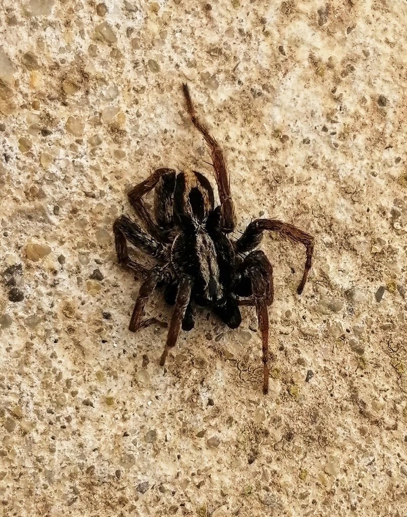 White-banded Fox Spider from Ichkeul on April 24, 2021 at 12:28 AM by ...