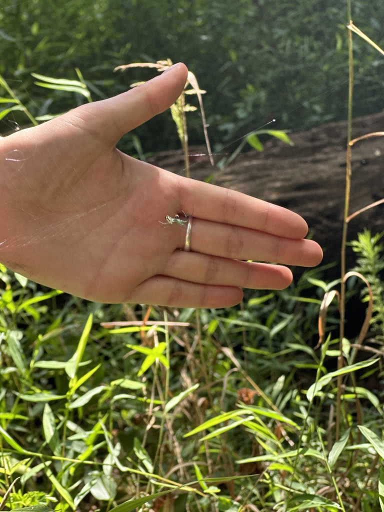 Eastern Phantom Crane Fly from Glendale, SC, US on September 11, 2023 ...