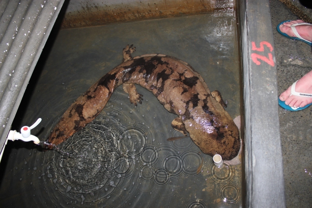 South China Giant Salamander from Fanjingshan national nature reserve ...