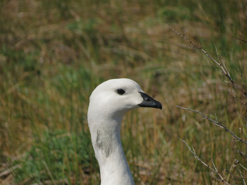 Upland Goose in November 2023 by Ralph Roberts · iNaturalist