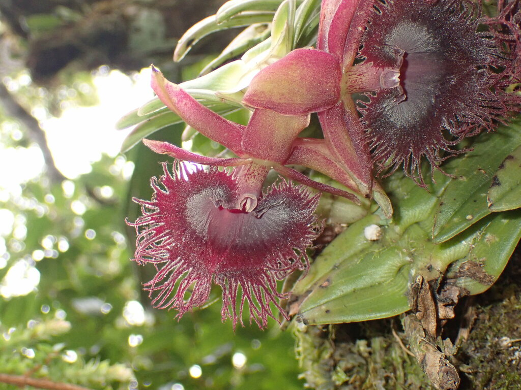 Epidendrum medusae in November 2023 by Rudy Gelis · iNaturalist