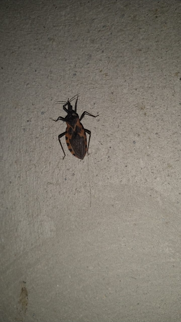 Triatoma dimidiata from 68493 San Antonio Analco, Oax., México by Juan ...