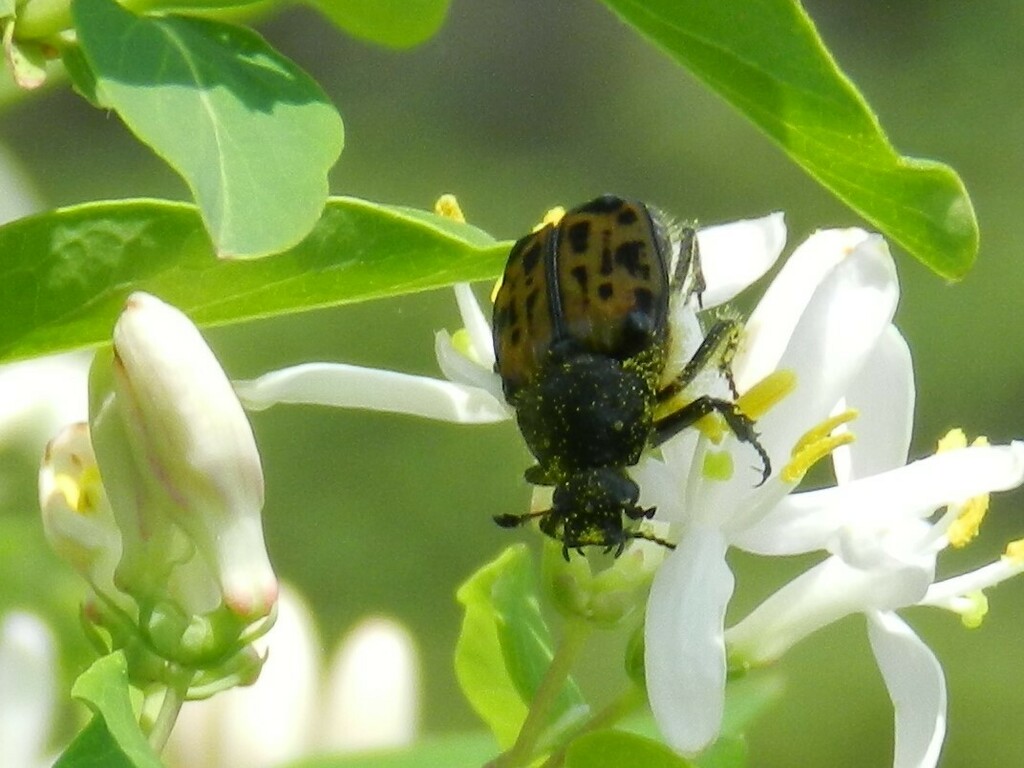 Maculated Scarab from Hastings County, ON, Canada on May 29, 2015 at 09 ...