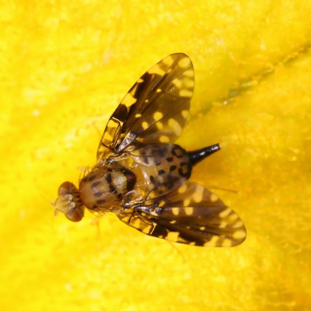 Acalyptrate Flies from Sangolquí, Ecuador on November 18, 2023 at 10:58 ...