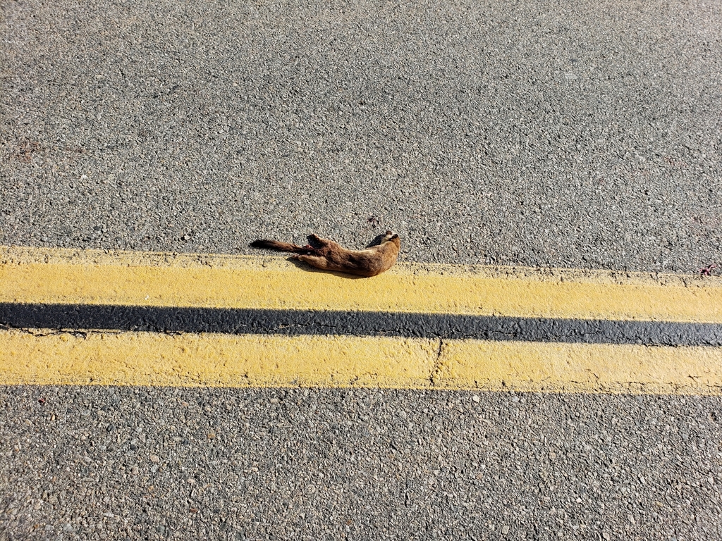 Long-tailed Weasel from 1757 Winter Haven Rd, Fallbrook, CA 92028, USA ...
