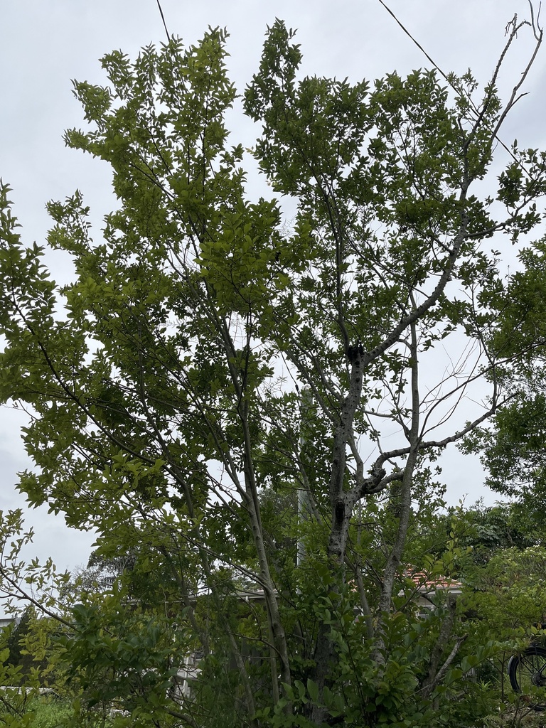 Chinese Hackberry from Swann Rd, St Lucia, QLD, AU on November 28, 2023 ...