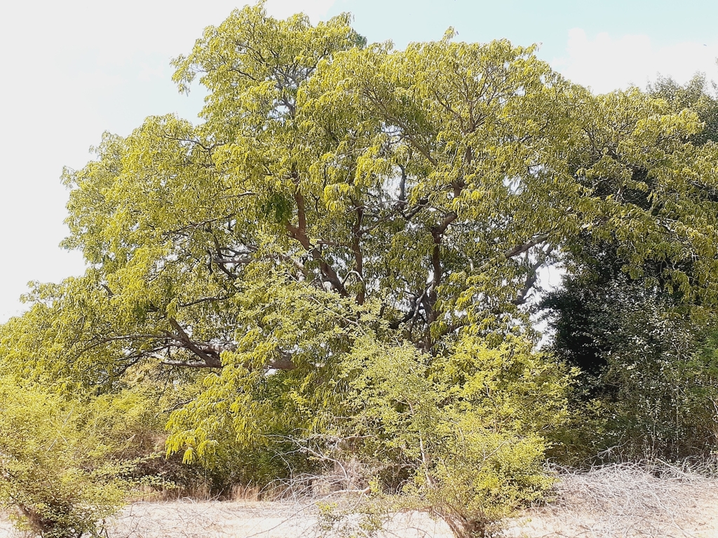 Pod-mahogany from G76P+46J, Katima Mulilo, Namibia on November 27, 2023 ...