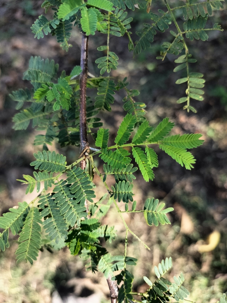 Sweet acacia from 46714 Jal., México on November 10, 2023 at 09:58 AM ...