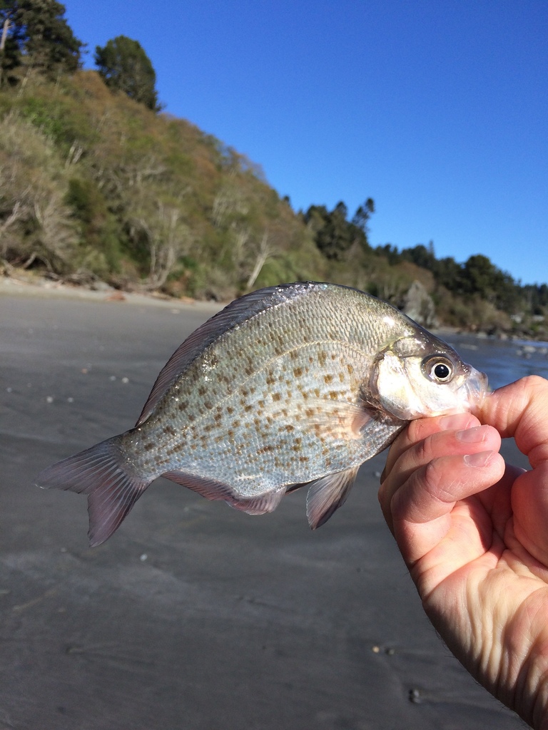 Calico Surfperch from Trinidad Bay, Trinidad, CA, US on March 30, 2019 ...