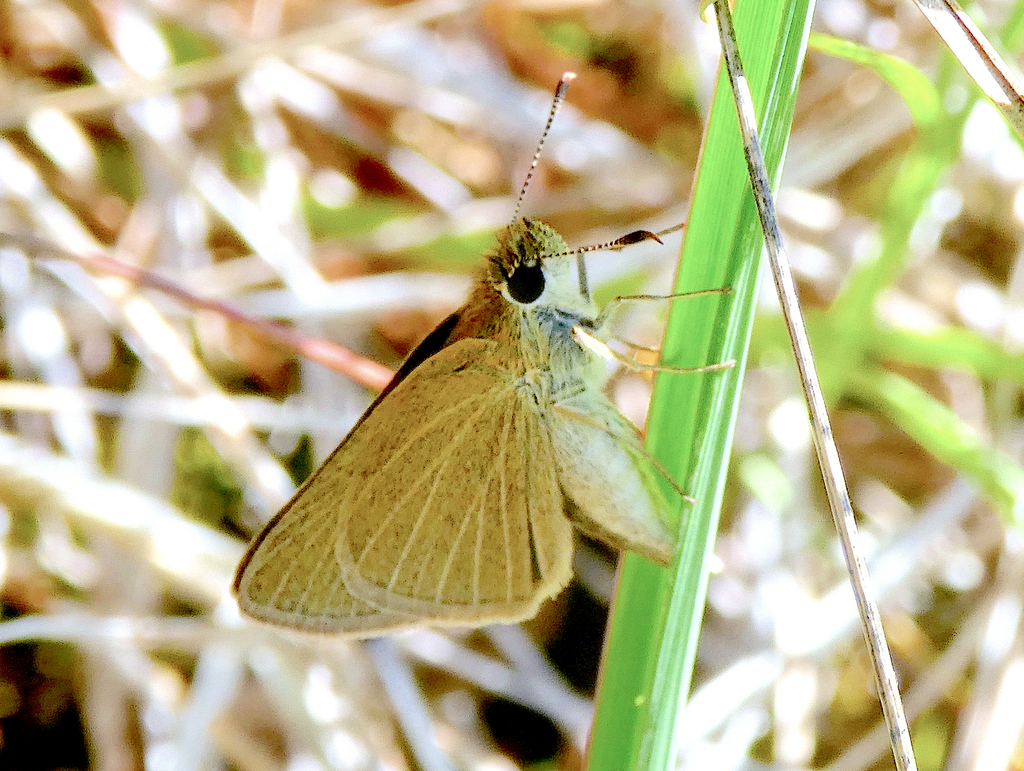 Swarthy Skipper in June 2022 by Anne Bekker · iNaturalist