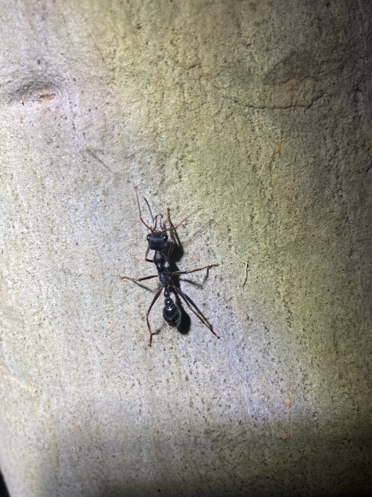Inch Ant from Bundoora Park Farm, Bundoora, VIC, AU on November 24 ...