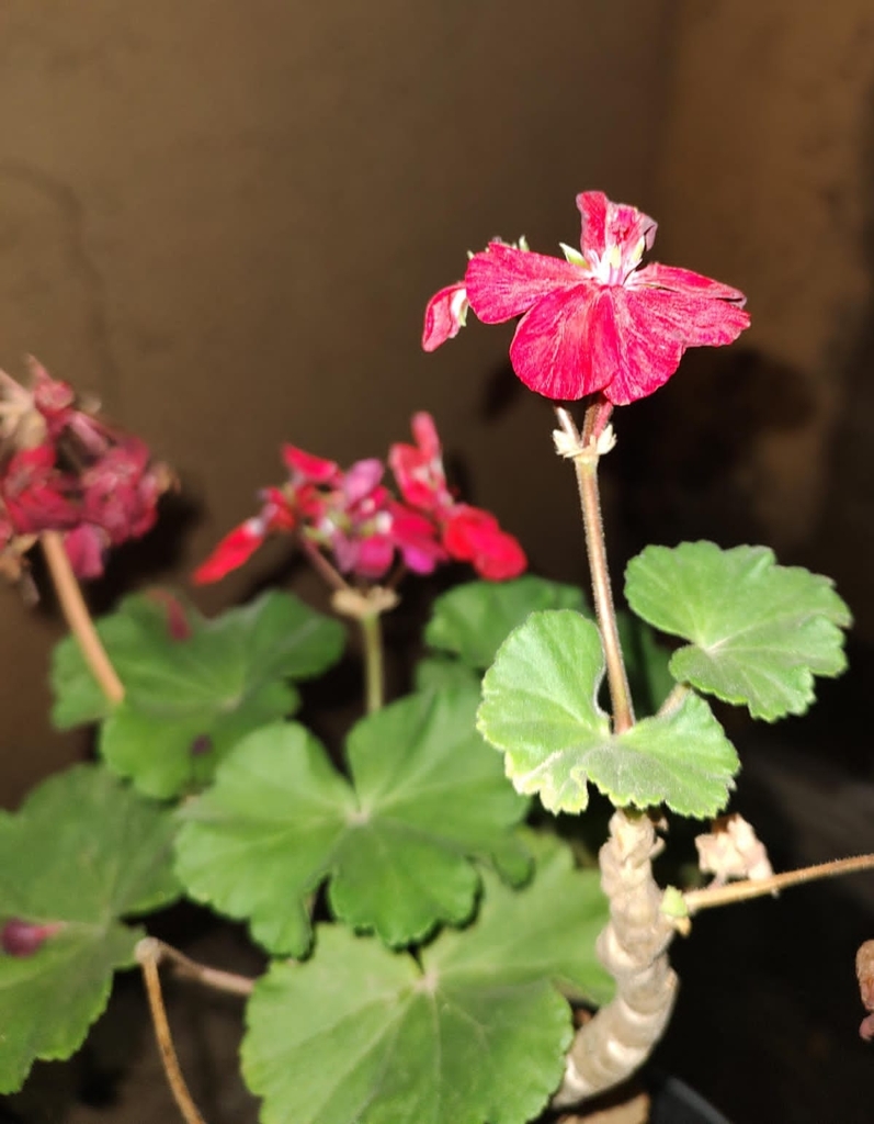 geraniums and storksbills from 68493 San Antonio Analco, Oax., México ...
